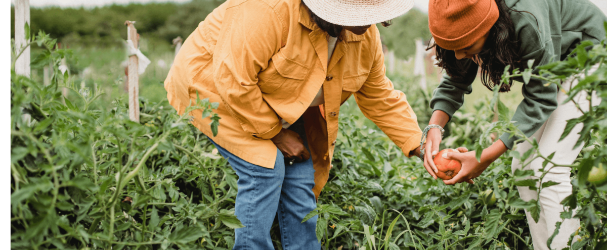 Welcome To The Bipoc Farmers Hub Where We Cultivate Equity The